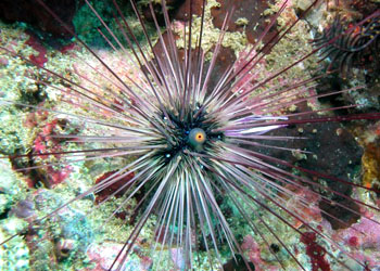 海胆纲 Echinoidea 蓝色动物学（中国动物学科普）